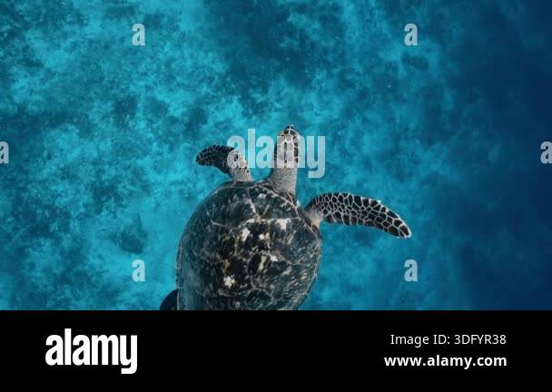 Marine in the wildlife. Large beautiful sea turtle swims and sinks to ...