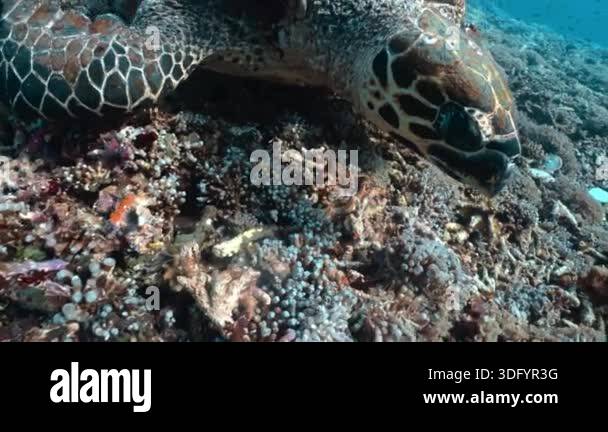 Scuba diving beautiful turtle in sea alone with nature. Close-up of sea ...