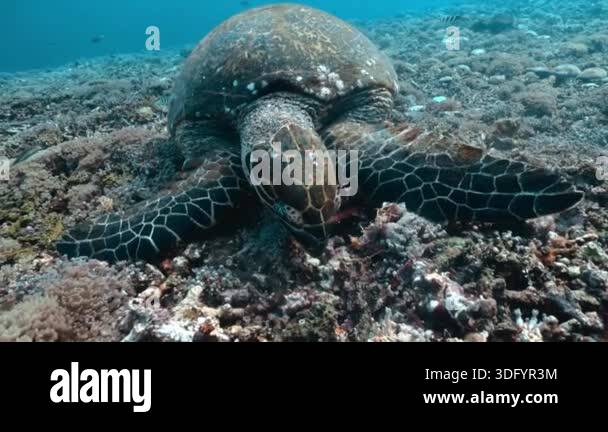 Scuba diving beautiful turtle in sea alone with nature. Close-up of sea ...