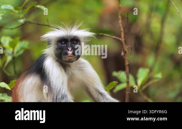 Funny looking Zanzibar red colobus monkey watching at camera calmly and ...