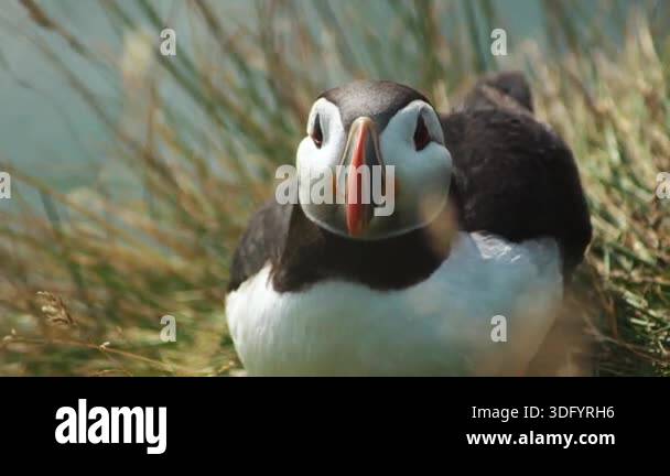 Closeup of beautiful and watchful seabird in natural landscape ...