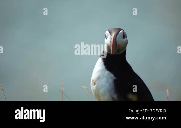 Portrait of a northern puffin sitting on the grass near to the sea ...