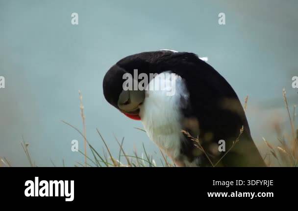 Portrait of a northern puffin sitting on the grass and cleaning its ...