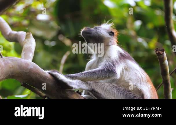 Funny looking Zanzibar red colobus monkey watching at camera calmly and ...