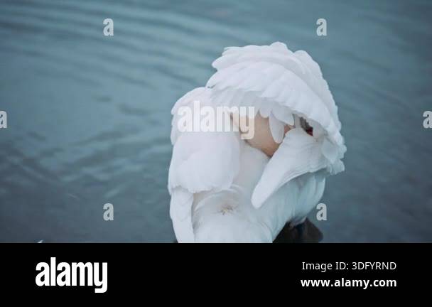 White swan sitting on the water scratching his fluffy plumage. Graceful ...