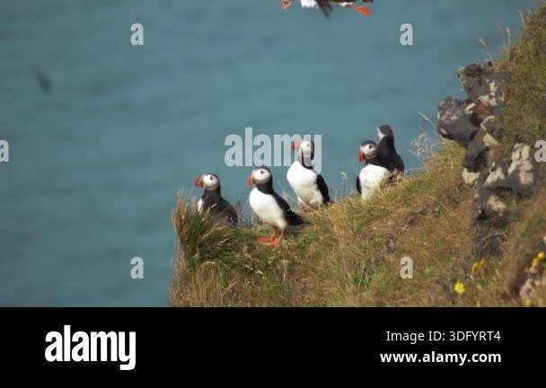 Portrait of family of puffin walking on the grass high above sea level ...