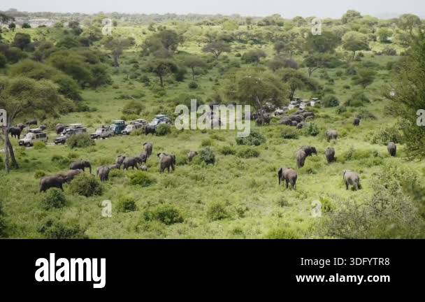 Magnifficent natural landscape of herd of elephants moving through ...