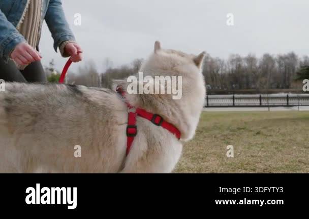 Walk with dog in city. Owner walk with dog enjoying outdoors during ...