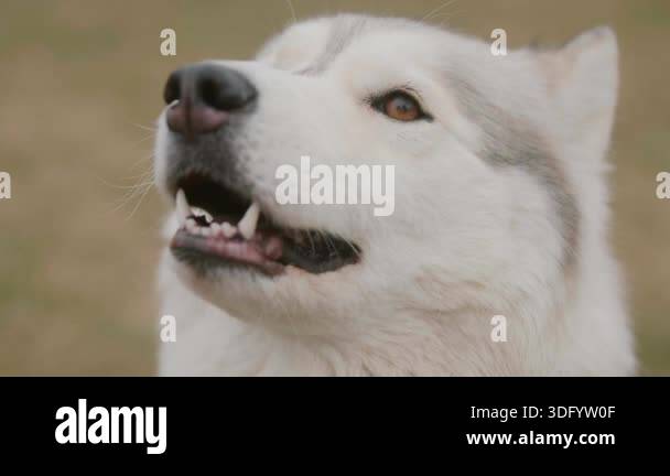 Portrait close-up white dog Husky in slow motion. Husky with ...