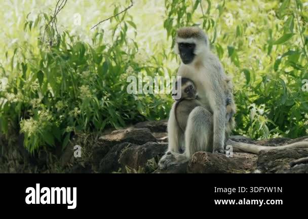 Beautiful portrait of cute vervet monkeys sitting together on rock ...