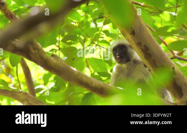 Great portrait of zanzibar red colobus monkey looking straight to ...