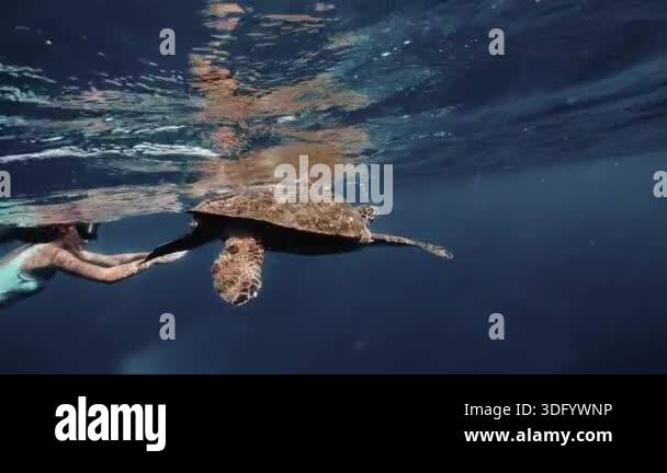 Green tropical turtle swimming with girl in clear blue sea. Beautiful ...