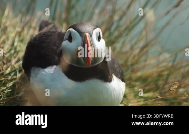 Closeup of beautiful and watchful seabird in natural landscape ...