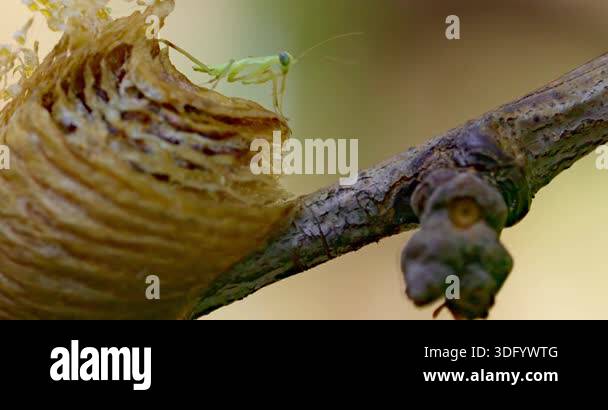 A praying mantis hatches from its egg case on a tree branch, showcasing ...