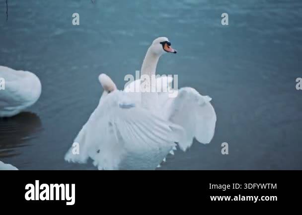 Concept of nature and beauty. Wildlife and fauna. White swan displaying ...