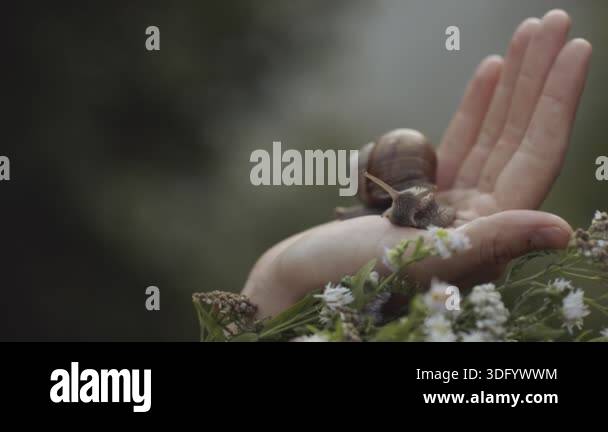 Snail essence in cosmetology concept. Close-up of woman stroking with ...