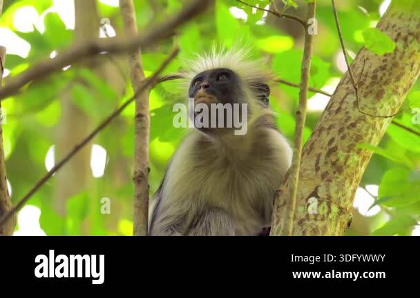 Zanzibar red colobus monkey cautiously staring at camera. Funny scene ...