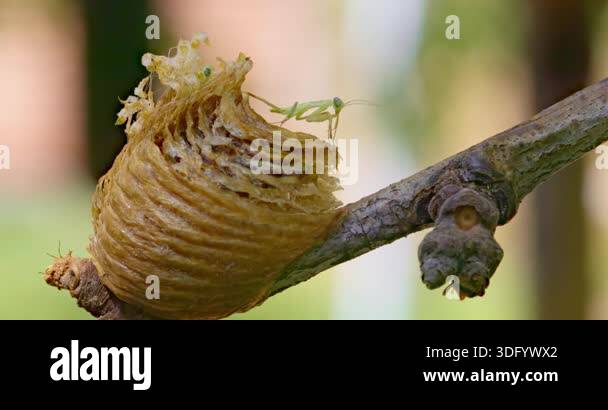 A praying mantis hatches from its egg case on a tree branch, showcasing ...