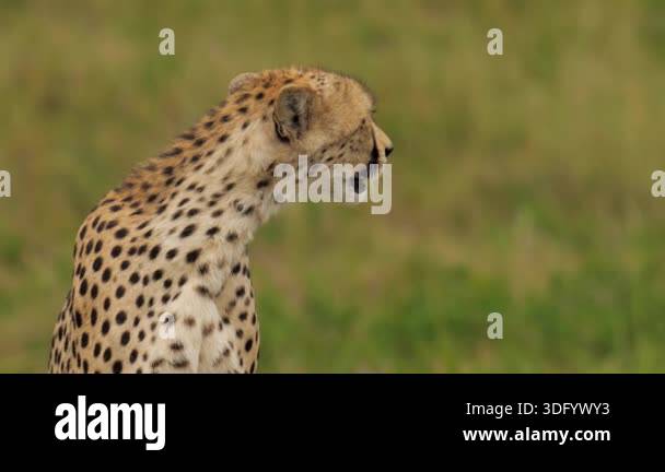 Magnificent close portrait of cheetah watching around estimating ...