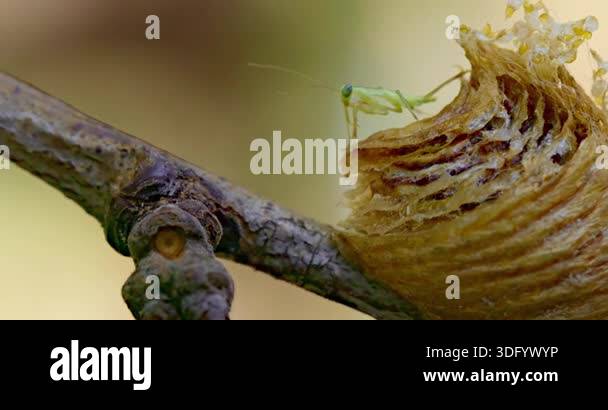 Close-up video of a praying mantis hatching from its egg case on a tree ...
