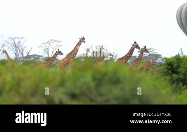 Magnificent tower of giraffes migrating in african savanna. A group of ...