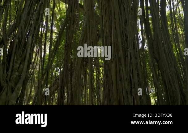 Axel Natural background of dense vegetation in exotic forest. Long slim ...