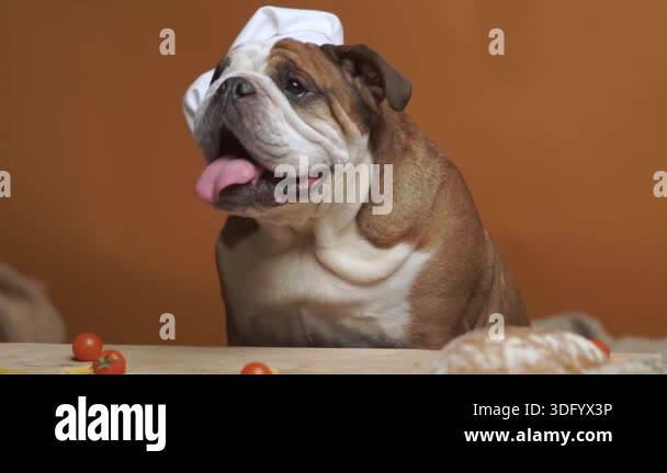 English purebred bulldog in a white chief cap in front of table with ...