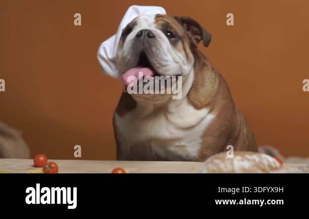 Domestic animal, healthy food and cooking concept. Vegan diet. English ...