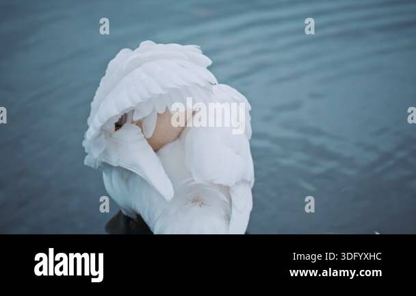 White swan sitting on the water scratching his fluffy plumage. Graceful ...