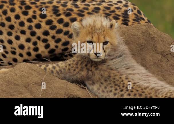 Cute portrait of baby cheetah near mother, learning nature around him ...
