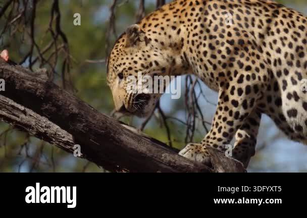 Leopard or panther on a tree with eye contact during outdoor jungle ...
