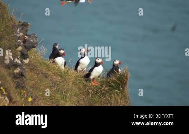 Portrait of family of puffin walking on the grass high above sea level ...