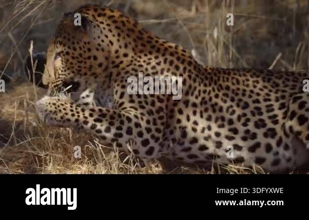 Leopard or panther on a tree with eye contact during outdoor jungle ...