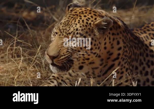 Leopard or panther on a tree with eye contact during outdoor jungle ...