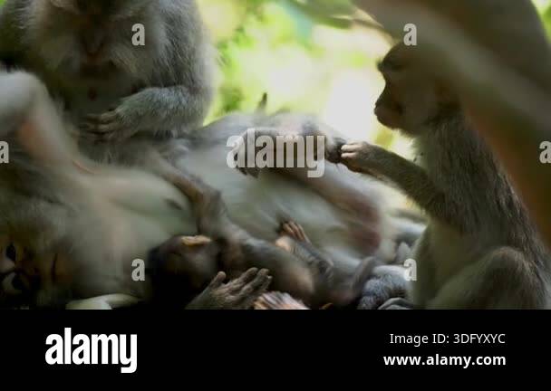 Portrait of cute monkey on branch looking at camera. Cute baby ape ...