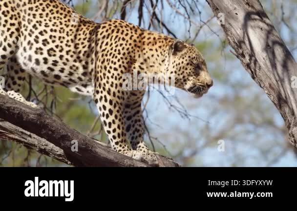 Leopard or panther on a tree with eye contact during outdoor jungle ...