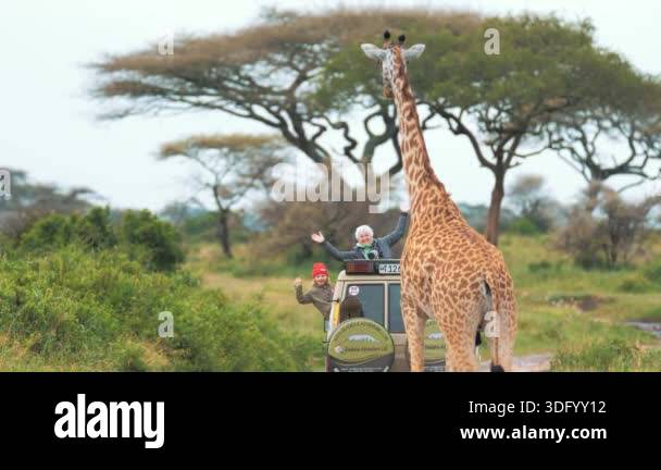 SERENGETI, TANZANIA - DECEMBER 15, 2020: Amazing scene in safari park ...