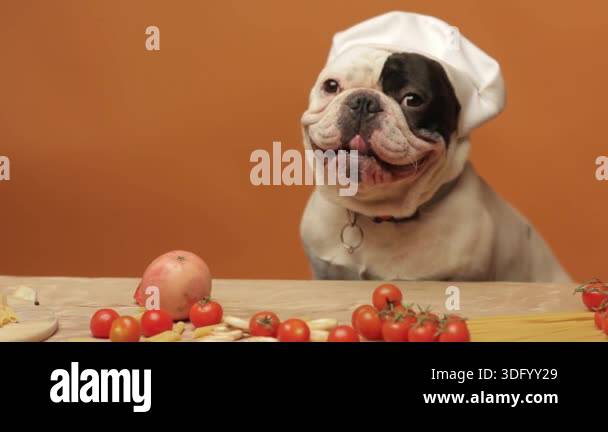 Cute french bulldog portrait in chefs hat cooking food at the wooden ...