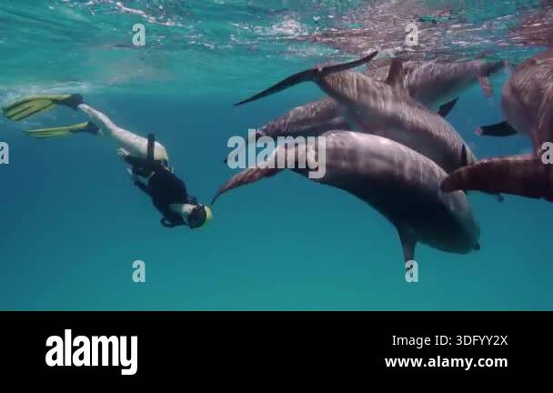Freediver woman playing together with dolphins. Smart and beautiful ...
