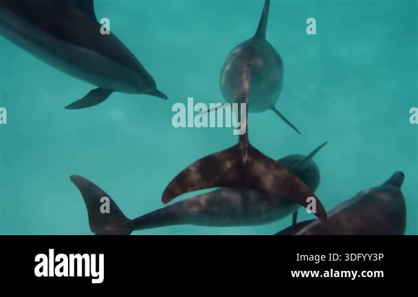 Cute dolphins flock in the sea. Smart and beautiful cetaceans swim in ...