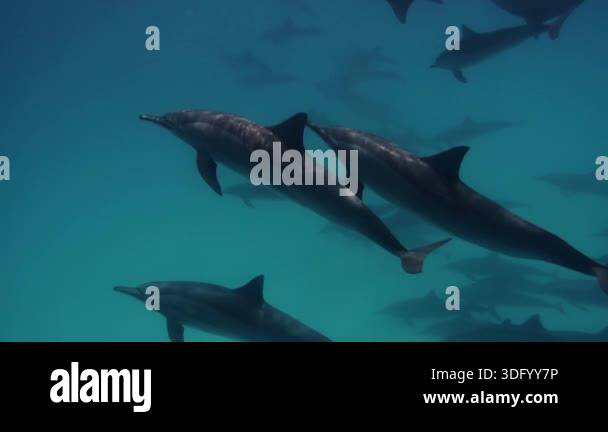 Cute dolphins in Red sea. Smart and beautiful cetaceans swim in their ...