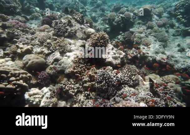 Free diver exploring coral reef in tropical sea. Freediving is a sport ...