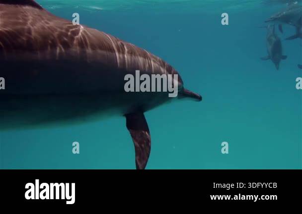 Cute dolphins flock underwater in Egypt. Smart and beautiful cetaceans ...