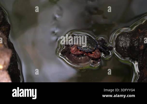 Warty crab or Yellow shore crab Eriphia verrucosa sits at the bottom ...