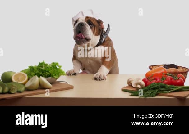 English Bulldog as a chef. The English Bulldog cooks healthy food and ...