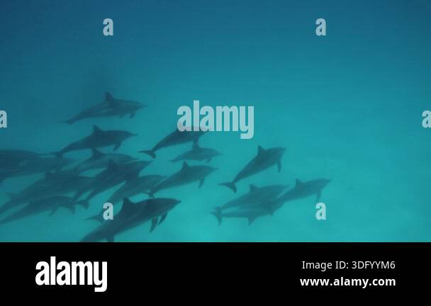 dolphin deep underwater on blue ocean. Smart and beautiful cetaceans ...