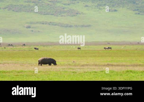 Hippopotamus walks through green meadow of the Ngorongoro volcano ...