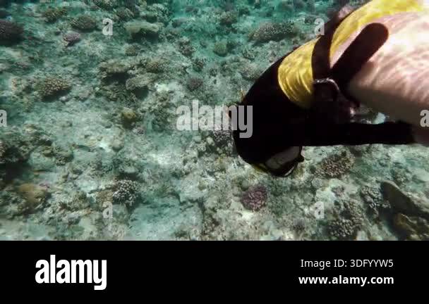 Pretty Free diver enjoying sea world. Freediving is a sport when a ...