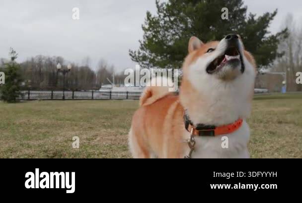 Dog shibainu with man playful on park. Happy dog breed Siba inu game ...