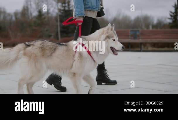 Autumn footage of woman walk out her pet dog in the city. Big husky dog ...